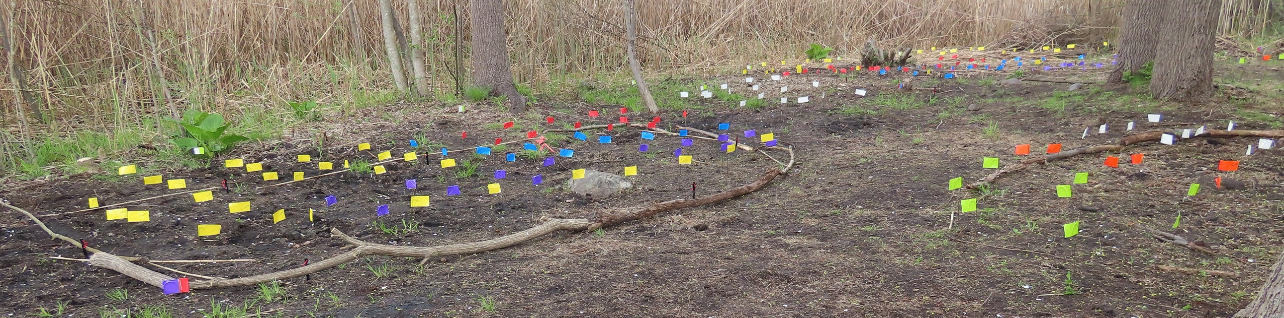 The Fyke Nature Association East Side Native Plant Garden